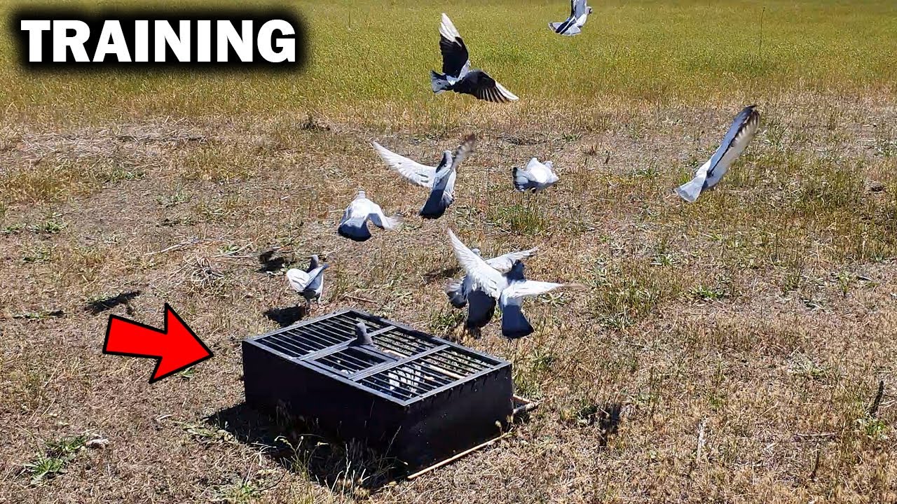 Pigeon Block TOSS - YouTube