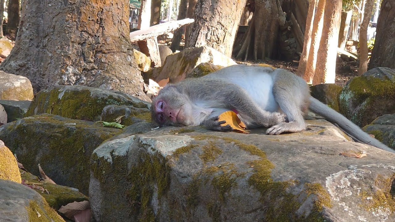 wow! Jane monkey lay in of sandstone, sleep in middle day for her ...
