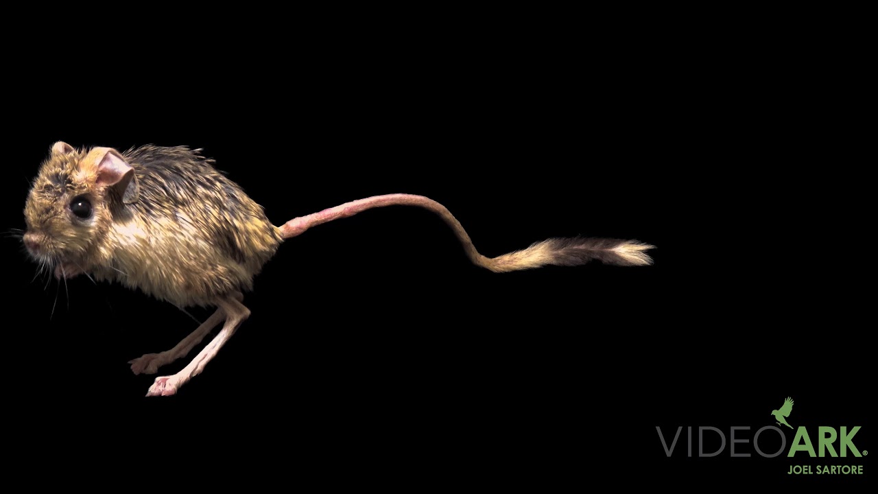 A small five-toed jerboa (Allactaga elater) at the Moscow Zoo. - YouTube