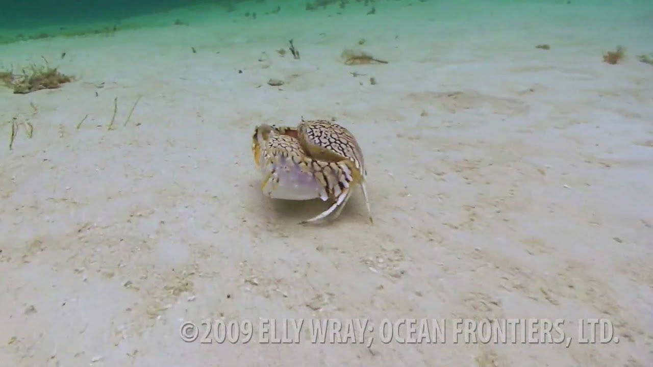 Flame Box Crab and his Mate at Stingray City, Ocean Frontiers, Grand ...