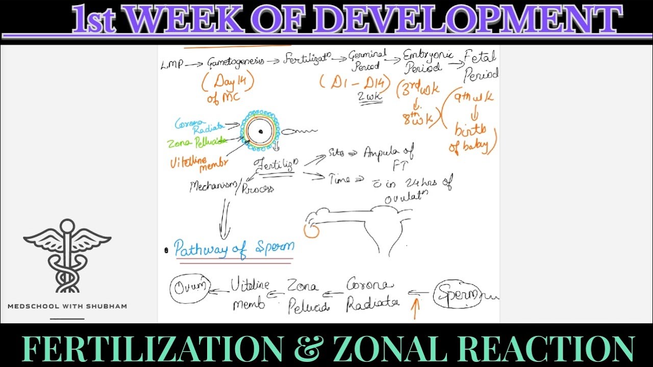 GENERAL EMBROLOGY | 1st WEEK OF DEVELOPMENT | PART 1 | FERTILIZATION ...