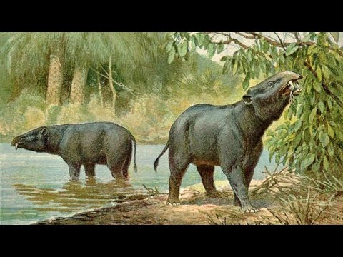 Você já ouviu falar do Palaeomastodon ? - YouTube