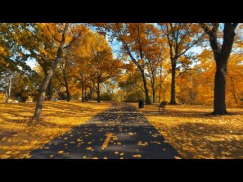 Peak Autumn Colors Along The North Shore Channel Bike Path - YouTube