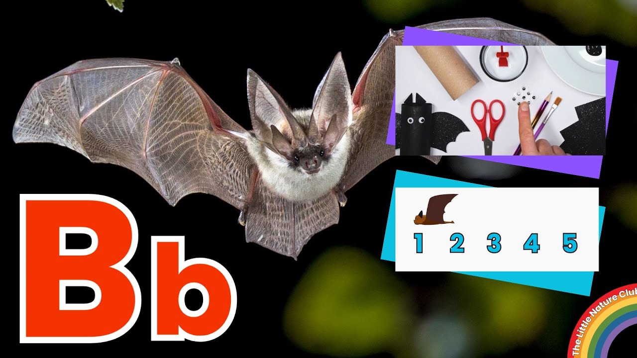 Bats for Kids | Learn the Letter B, Bat Facts & Craft - Preschool ...