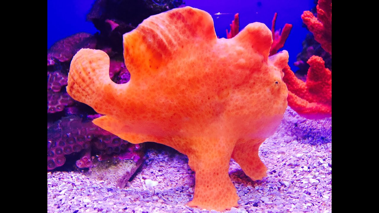 FUNNY Looking Tropical Orange Fish At Aquarium! - YouTube