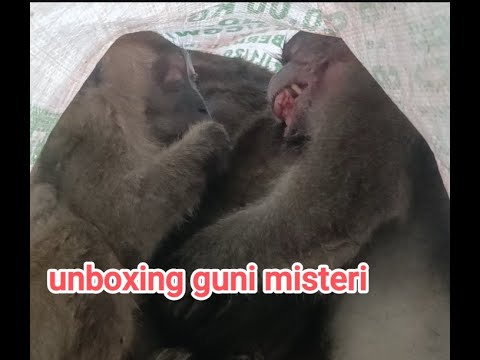 selongkar guni guni misteri - YouTube