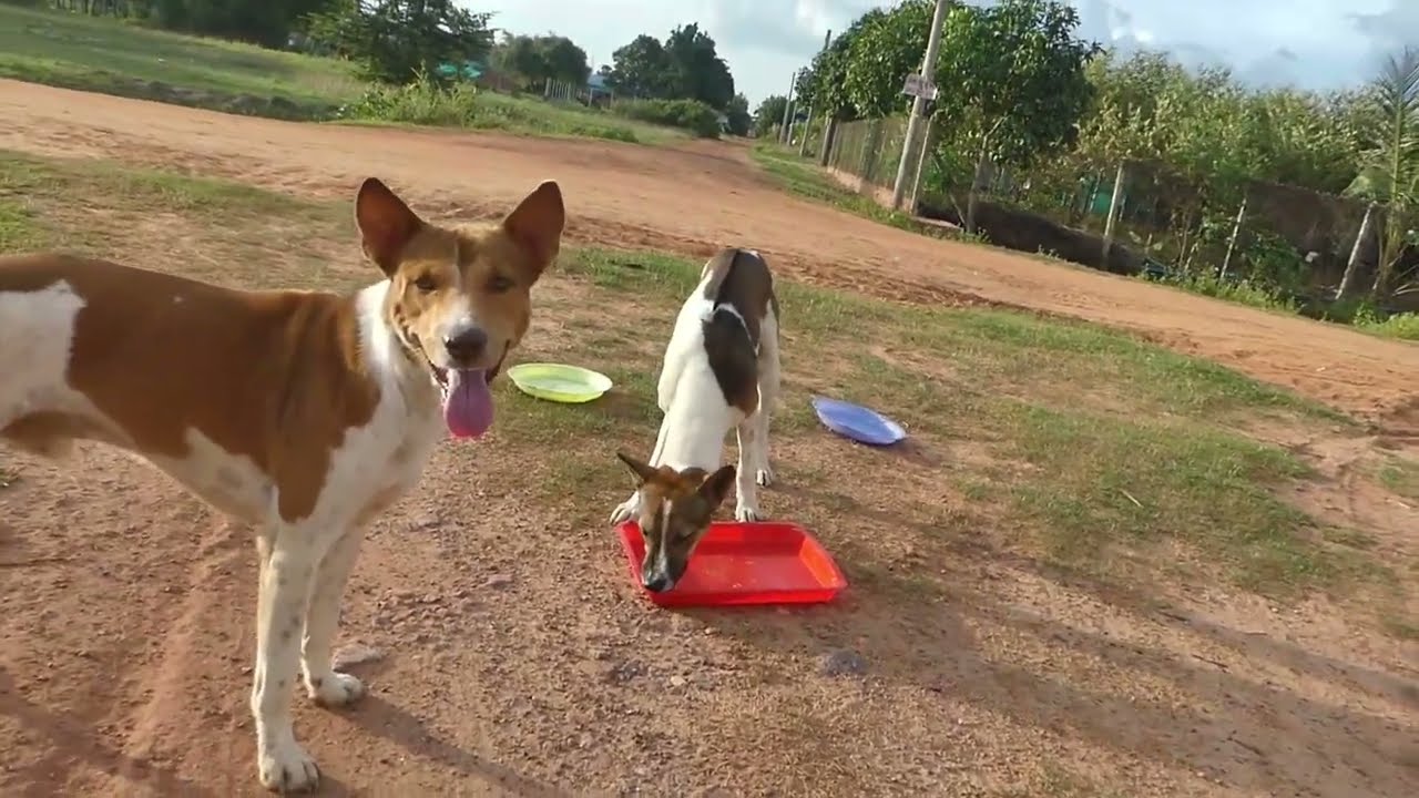 save tiny pet that's tied on huge palm tree & our rescue team feed ...