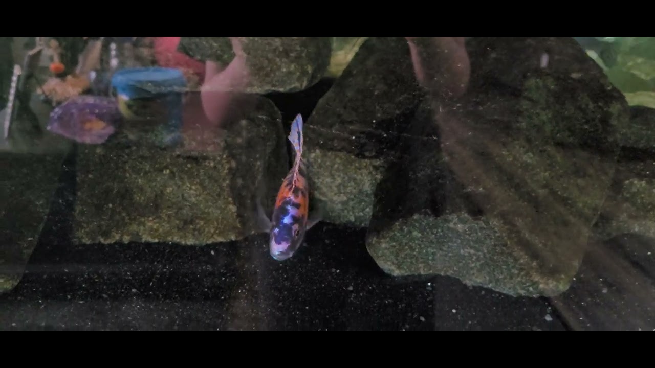 GeMmY 2026 SwImInG fIsH pRoToTyPe - YouTube