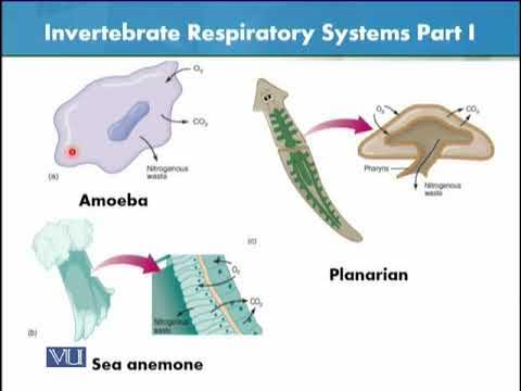 Invertebrate Respiratory Systems - Part 1 | Animal Form & Function 1 (Theory) | ZOO516T_Topic168 ...