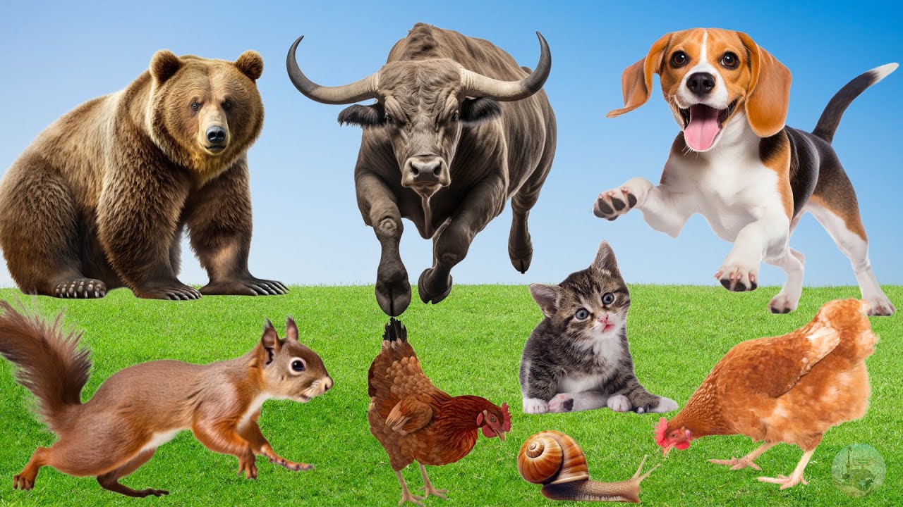 Farm Animal Moments: Buffalo, Hen, Dogs, Cat, Bear, Squirrel,... - Cute ...