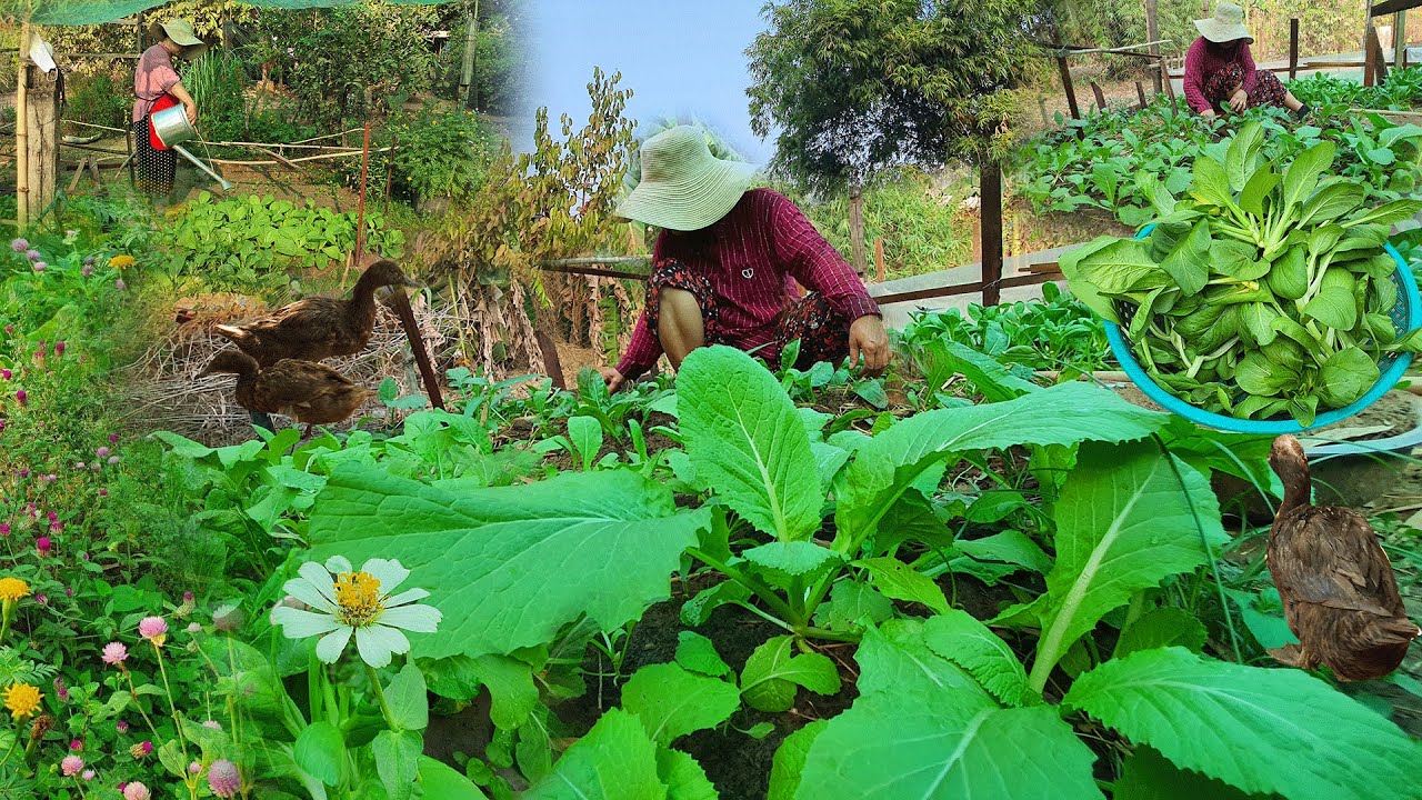 Full Video: 3 Days of Farm Life, Garden Harvesting, Farming, Cooking ...