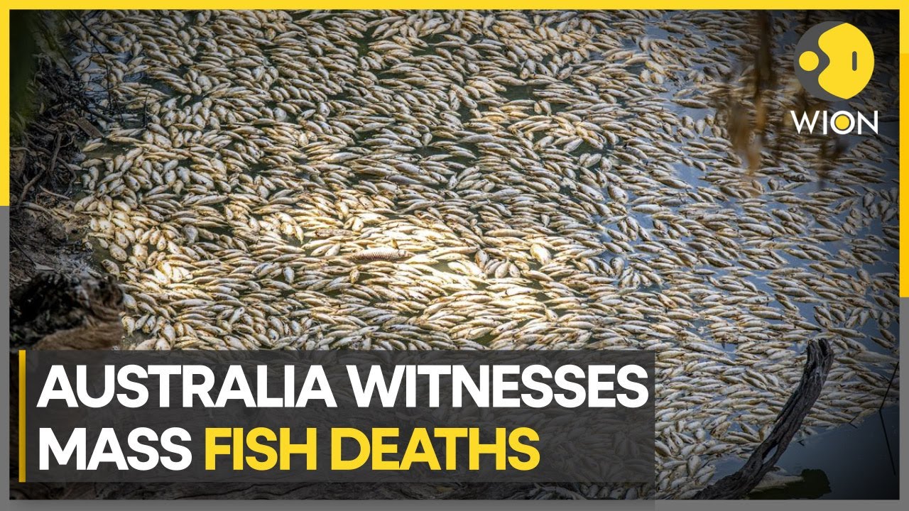 Millions of dead fish found floating in an Australian river | WION ...