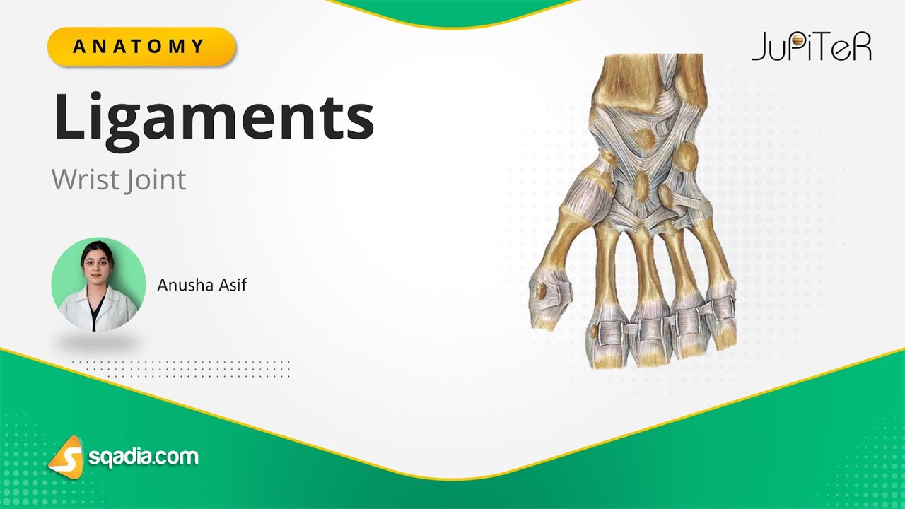 Wrist Joint | Ligaments | Bone, Ligaments and Muscles Anatomy Made Easy ...