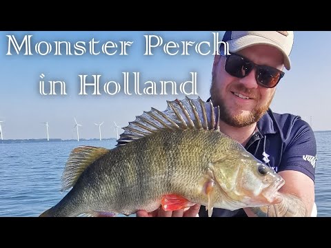 Monster Perch fishing in Holland - YouTube