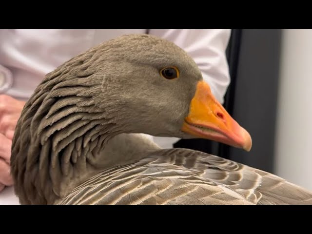 American Buff Goose