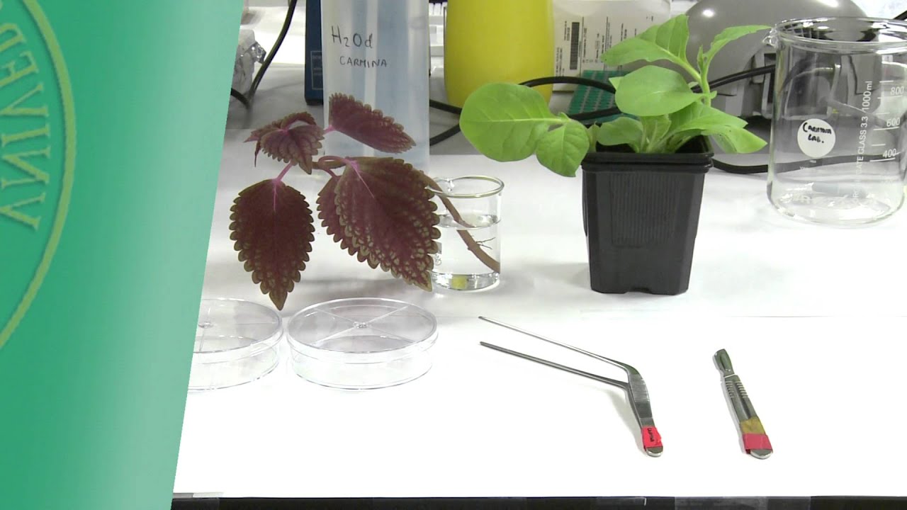 Obtención de Protoplastos vegetales | | UPV - YouTube