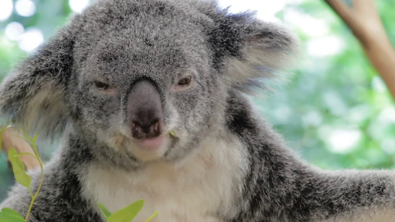 Morris Animal Foundation to award $1 million to research Australian ...