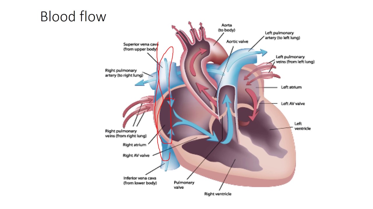 CV phys- blood flow through the heart - YouTube