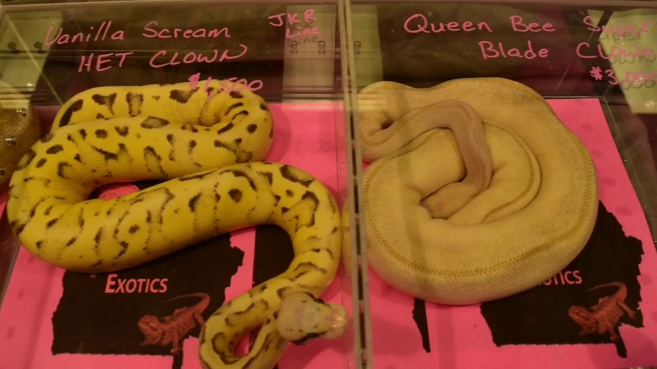 Atlanta Repticon 2018 - YouTube