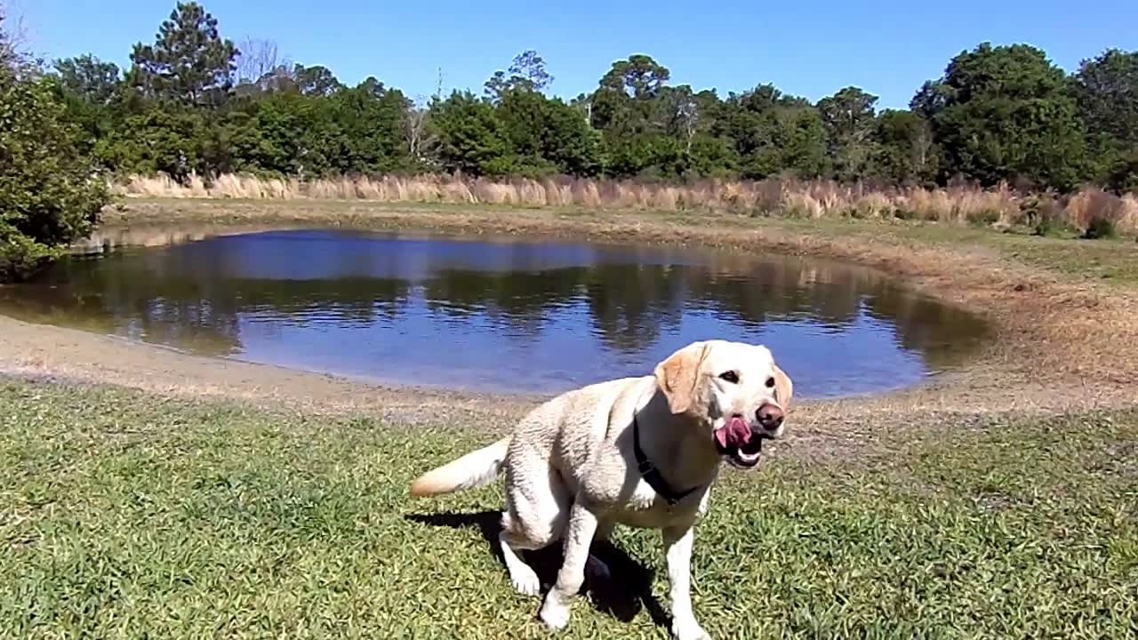 Copy of Peyton the Movie and TV Star Labrador Does Movie Tricks! - YouTube