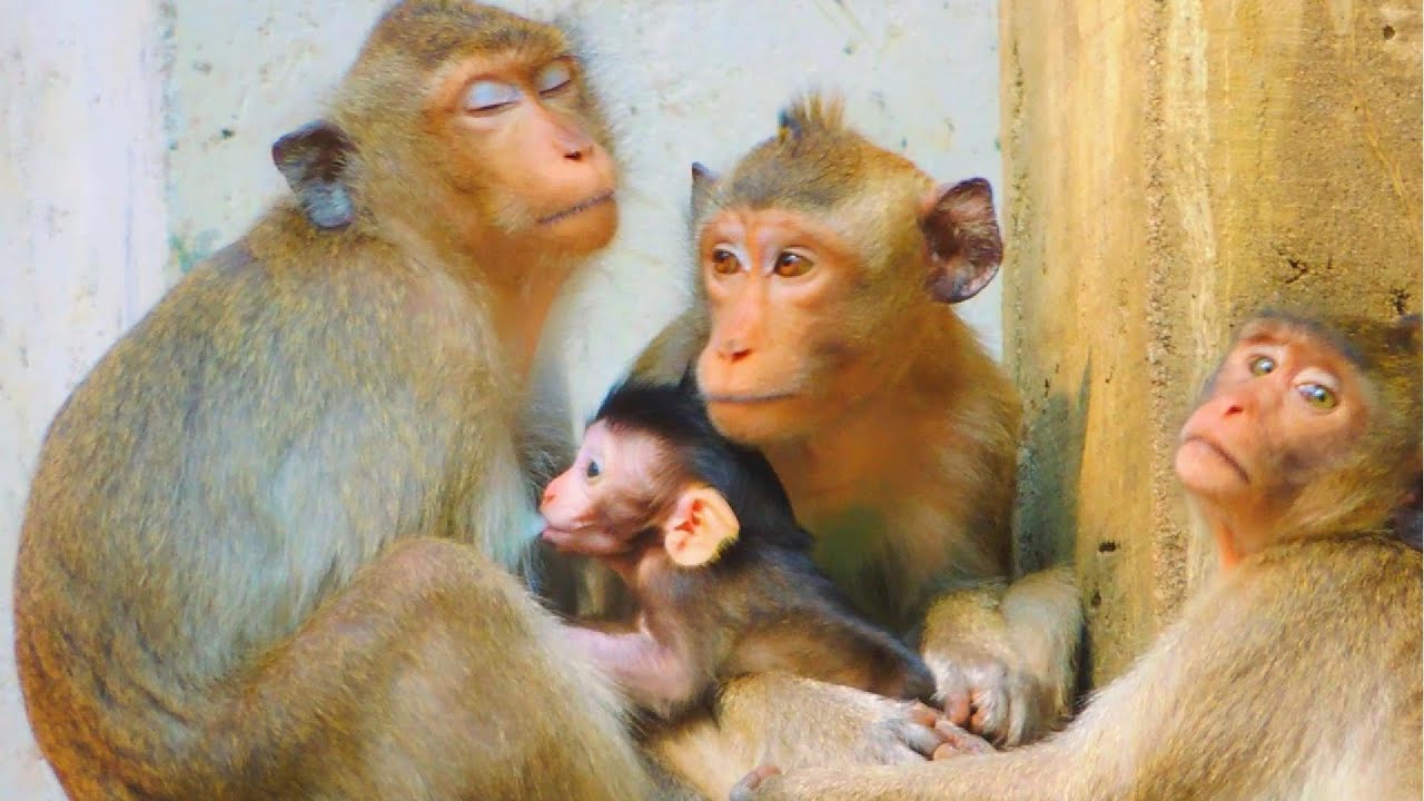 Oh My God! The bad little monkey becomes the Kidnapper, she catches the ...