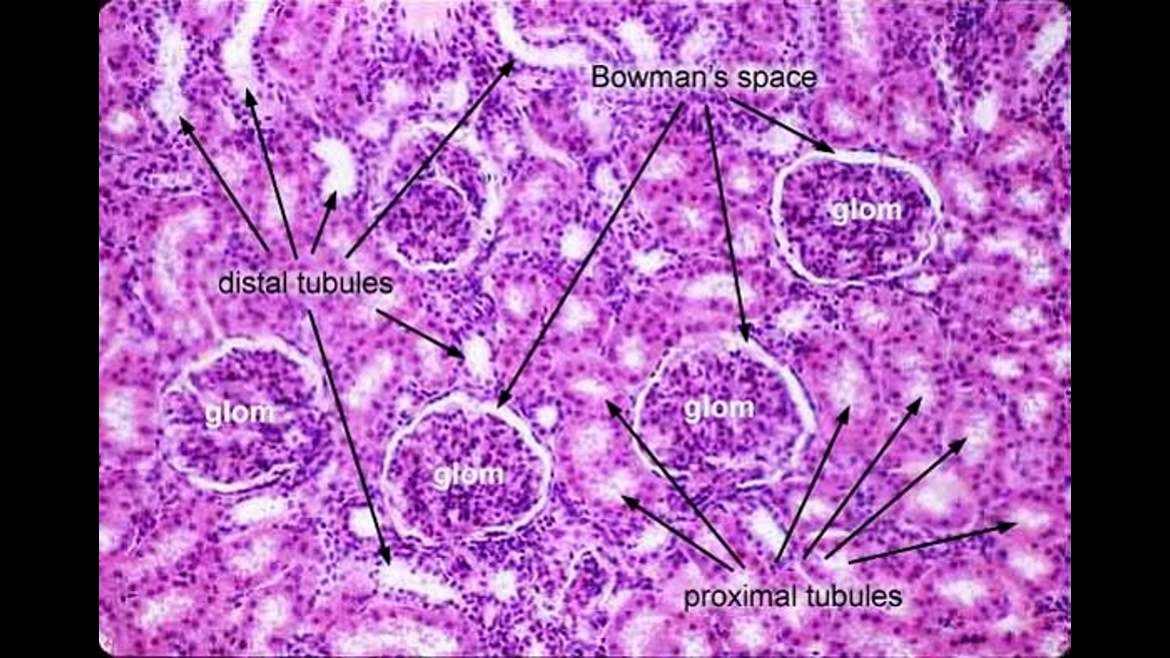 Nephron Histology - YouTube