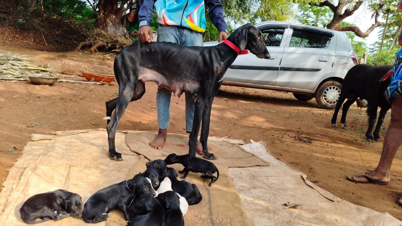 pure black Mudhol hound puppies available 8762722679 for booking ...
