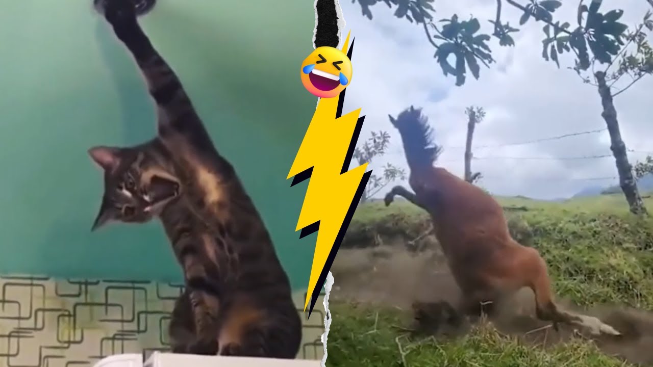 Funny animals- Fails, Pranks and Amazing laugh| Extrem funny #05 - YouTube