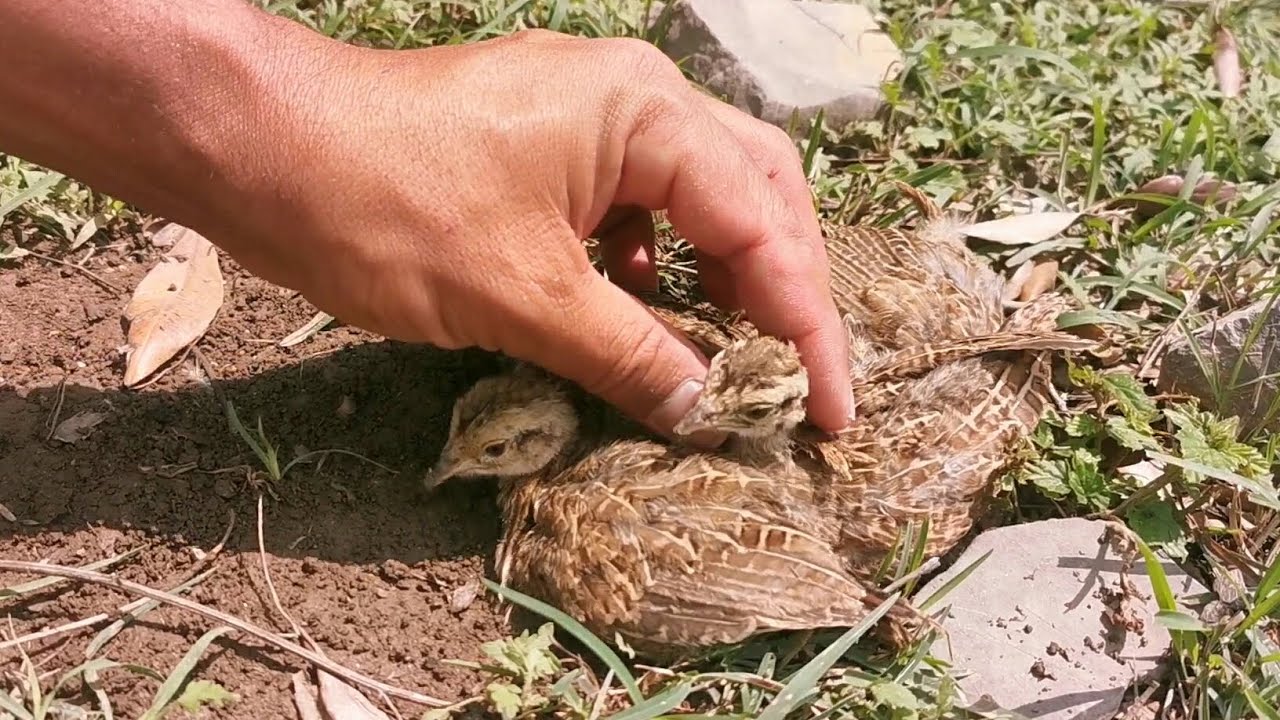Grey Partridge Chicks Bathing in mud | Teetar ke Bache 😴 - YouTube