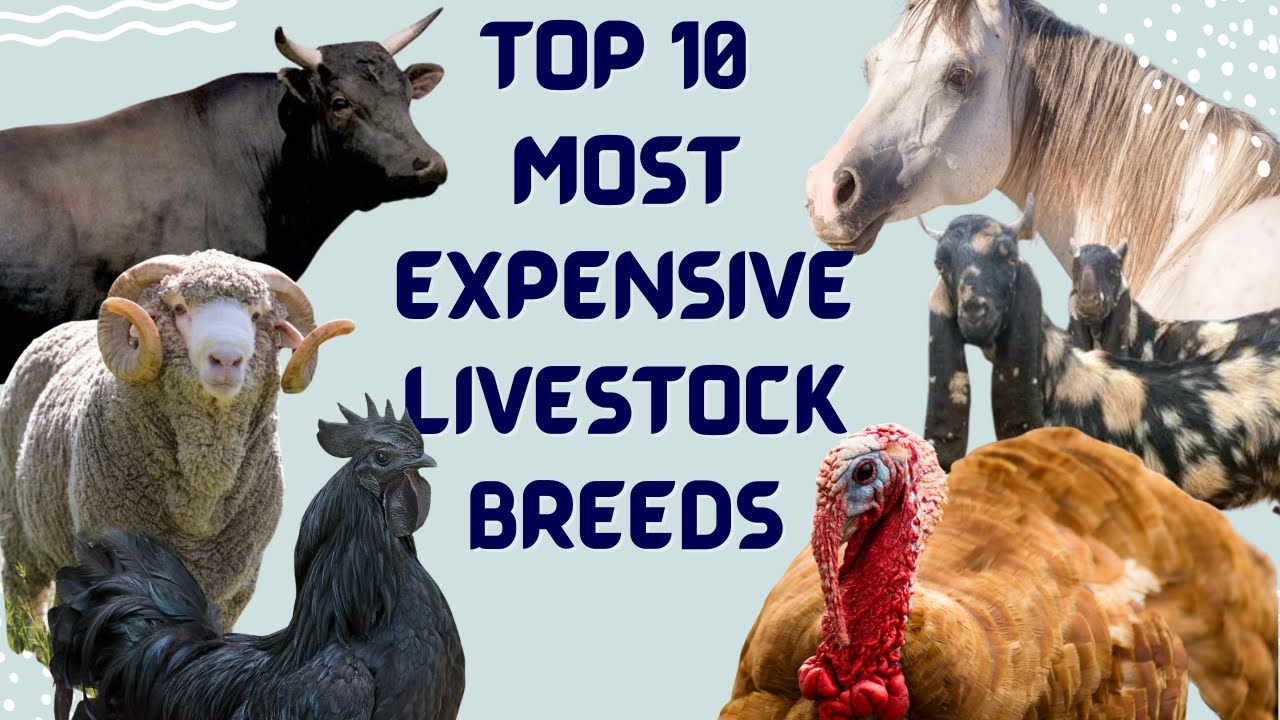 Top 10 Most Expensive Livestock Breeds - YouTube