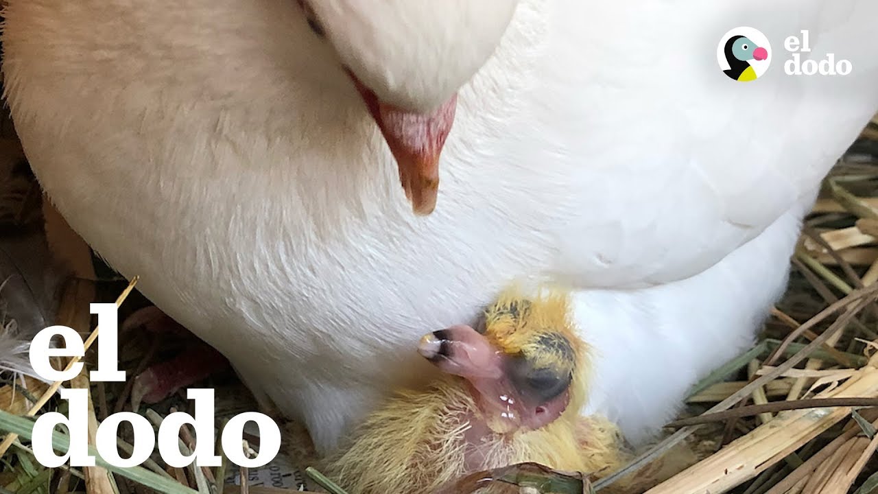 7 razones para dejar de odiar a las palomas | El Dodo - YouTube