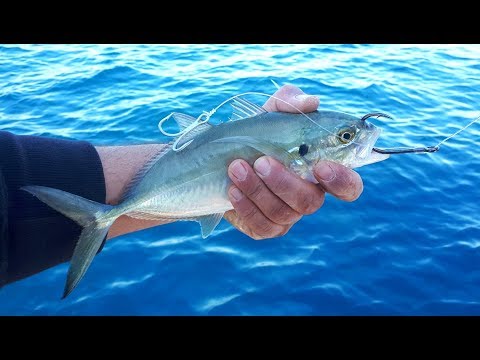 Canlı Yeme Dev Balık Vurdu / Nefes Kesen Macera !!