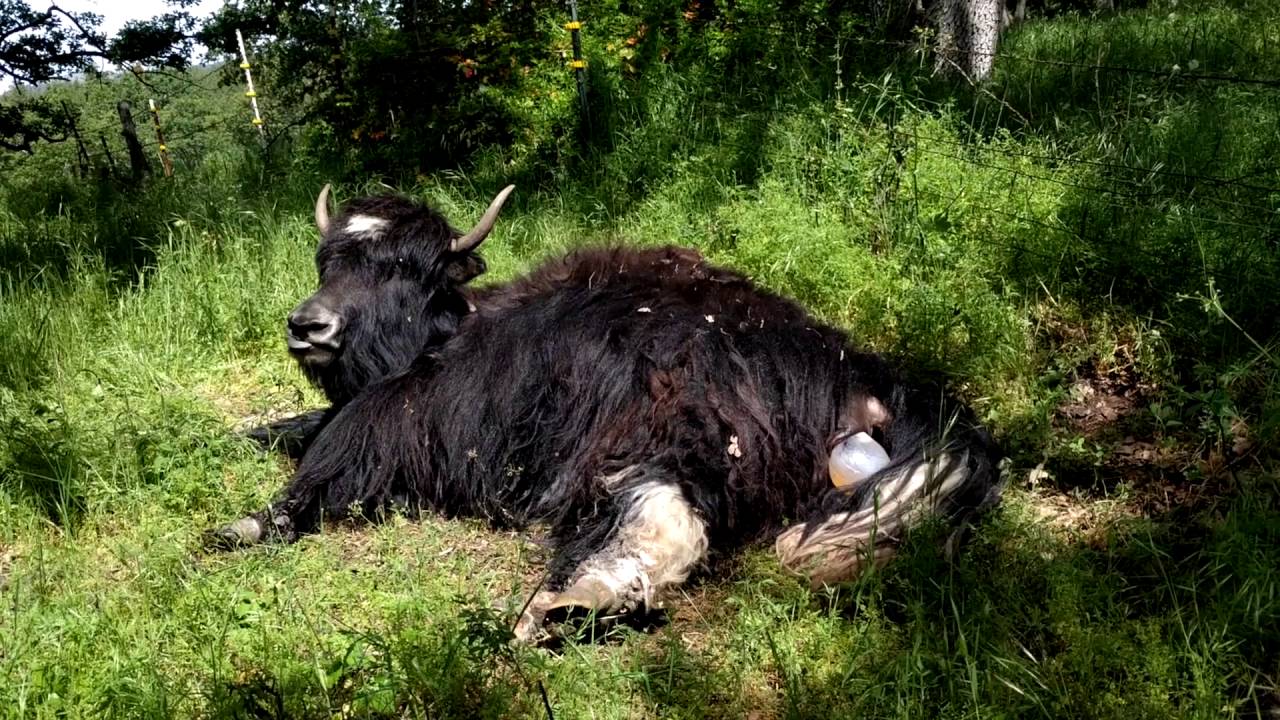 Yak Giving Birth Part I - YouTube