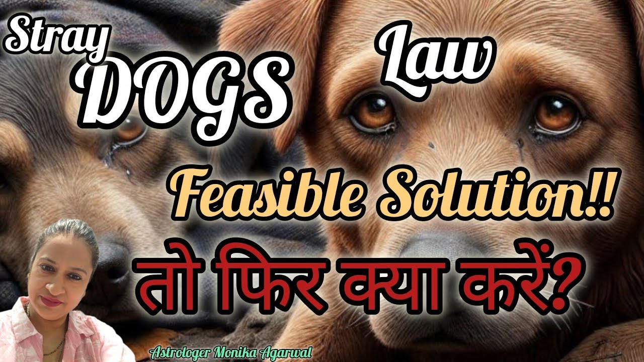 Stray dog protection solutions | stray dog case supreme court | Street ...