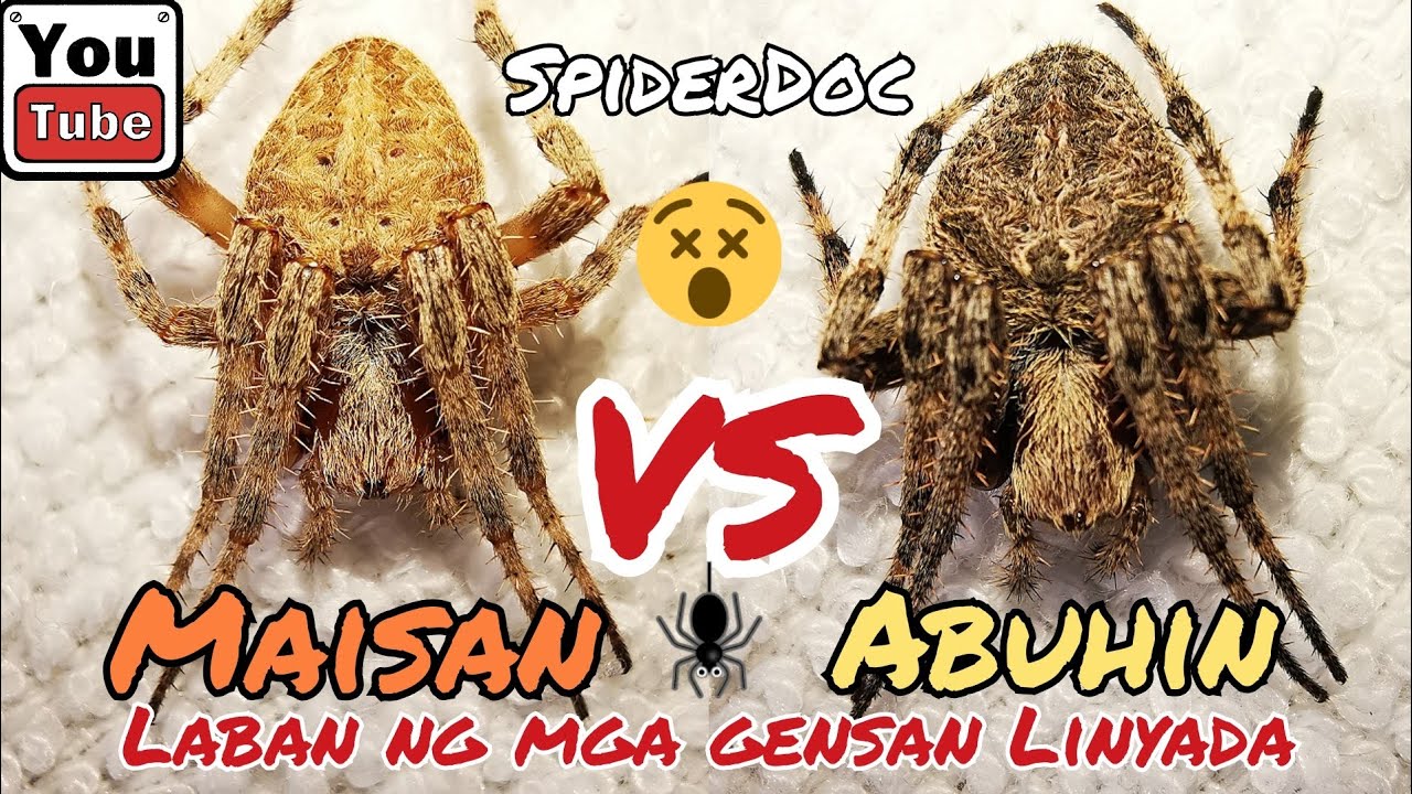 MAISAN vs ABUHIN. Laban ng GENSAN LINES. Margos vs Sta. Maria Lines ...