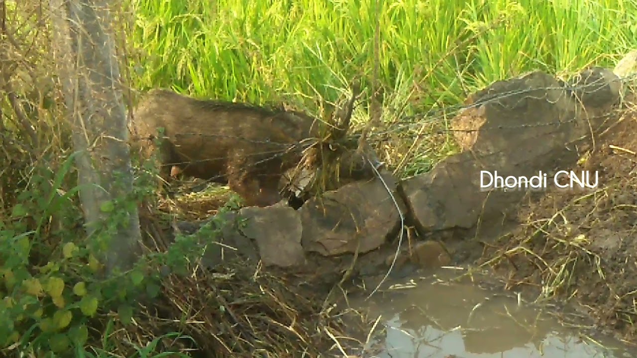 Hog trapped in field fencing| adavi pandi అడవి పంది HD 4K Ultra | life ...