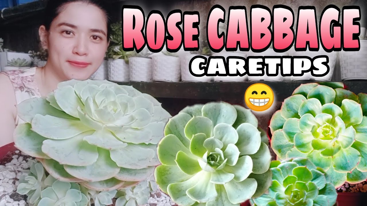 ROSE CABBAGE SUCCULENT CARETIPS || Paano Alagaan Ang Rose Cabbage ...