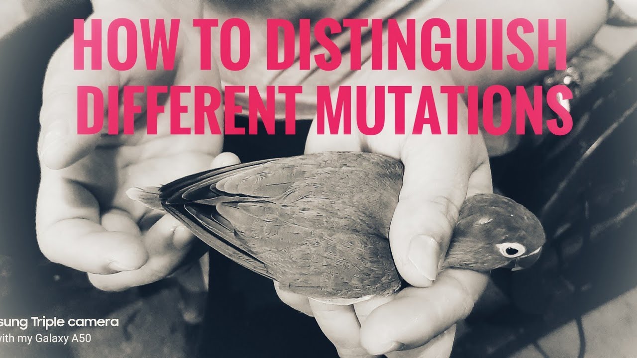 How to Distinguish different Mutations of African Lovebirds - YouTube