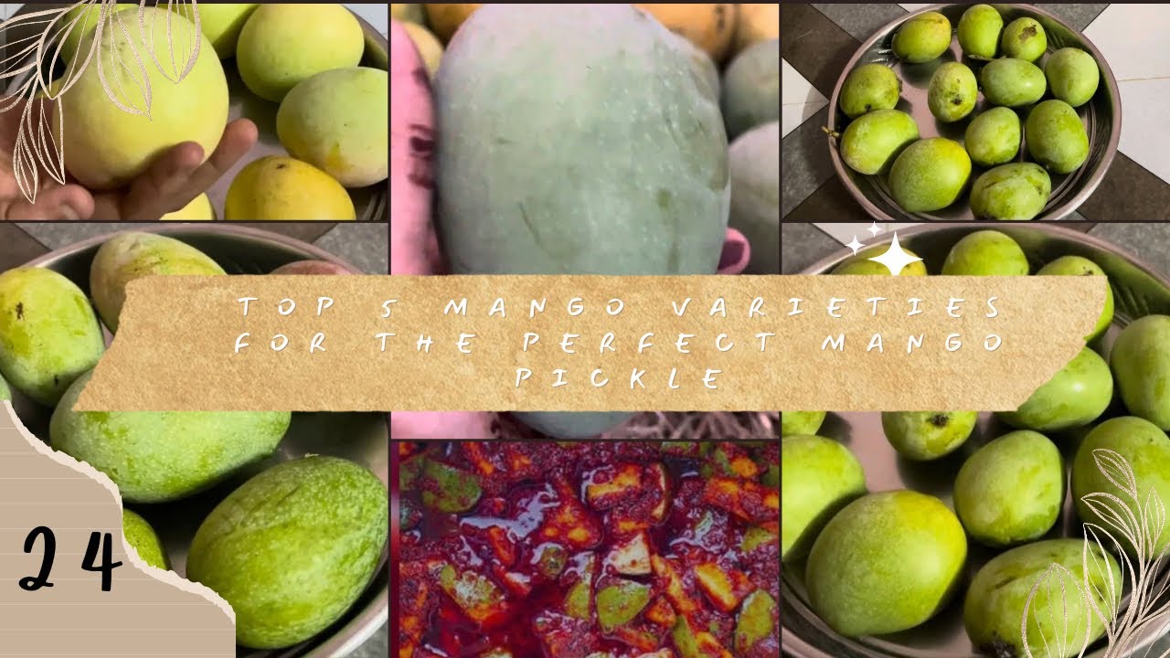 Top 5 Mango Varieties for the Perfect Mango Pickle - YouTube