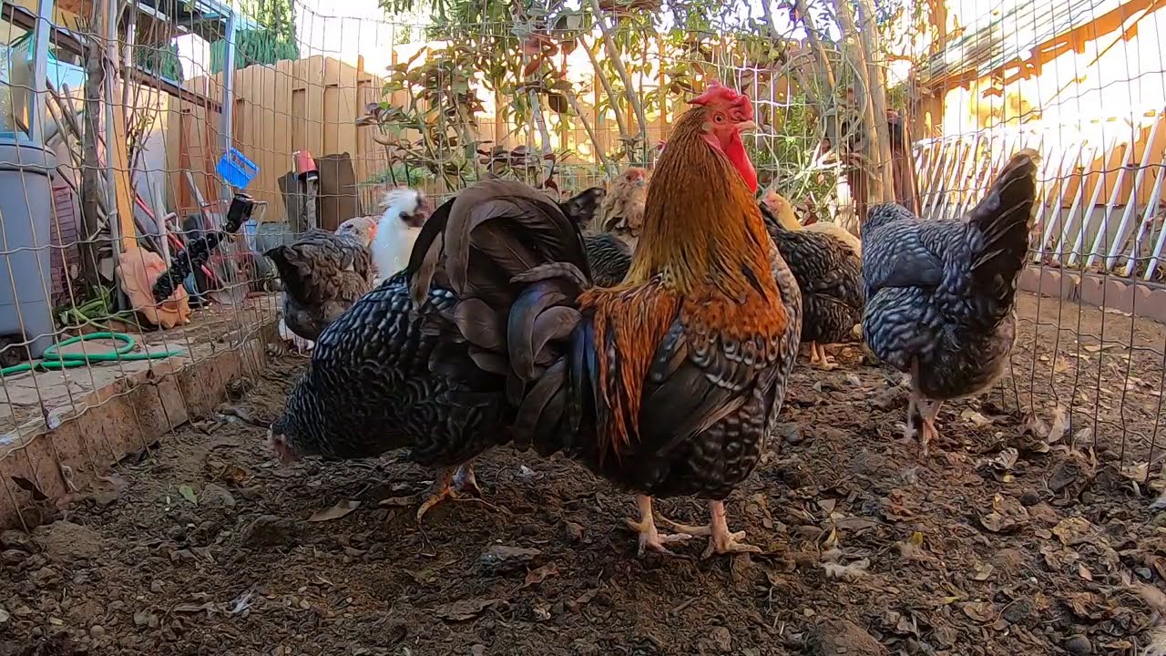 Chickens Making Noise! Backyard Chickens Hens Clucking Roosters Crowing ...