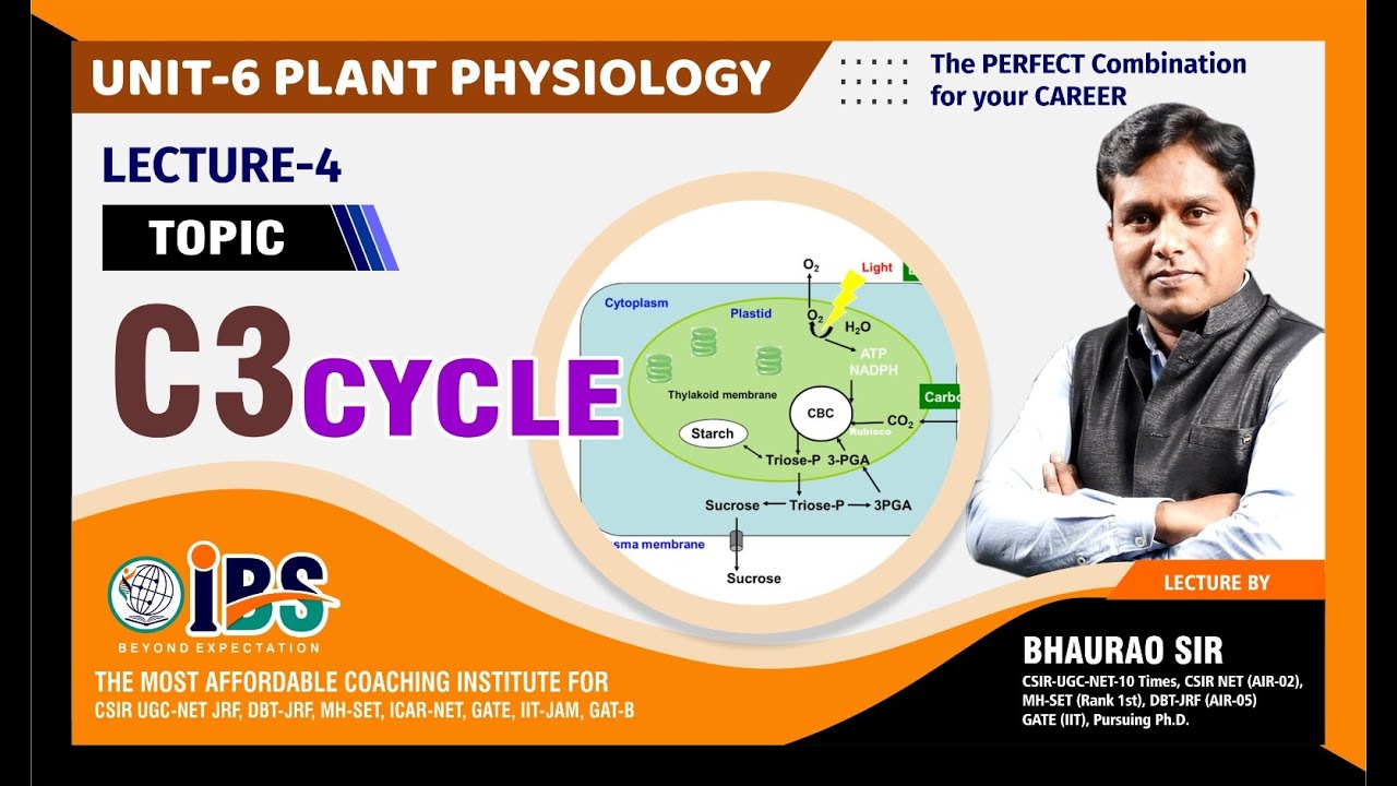 LECTURE - 4 LIGHT REACTION C3 CYCLE - YouTube