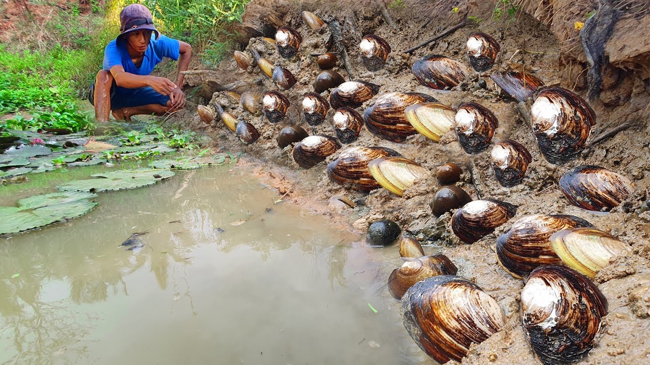 The magical natural beauty of giant clams a freshwater clams, The clam ...