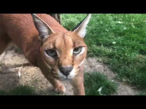 Утро с каракалами. Наш домашний зоопарк.