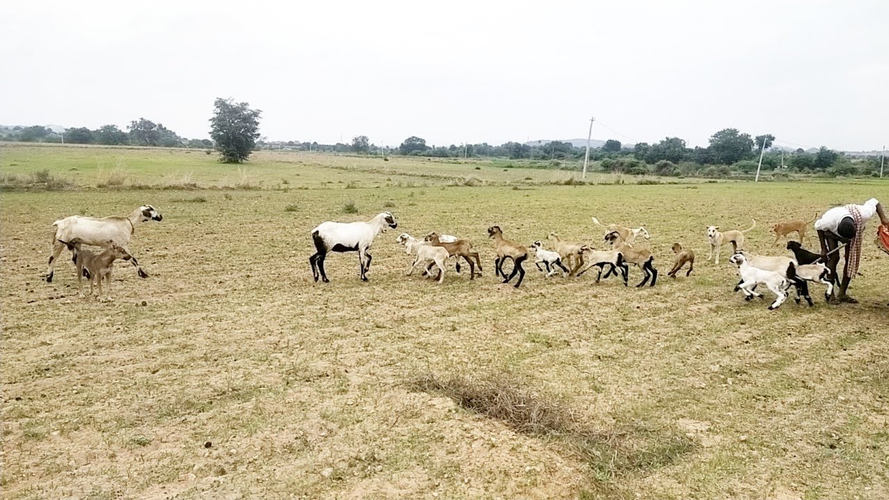 sheep lamb gathering🐑-sheep video🐑-lamb sound🐑-sheep sounds-lamb-sheep ...