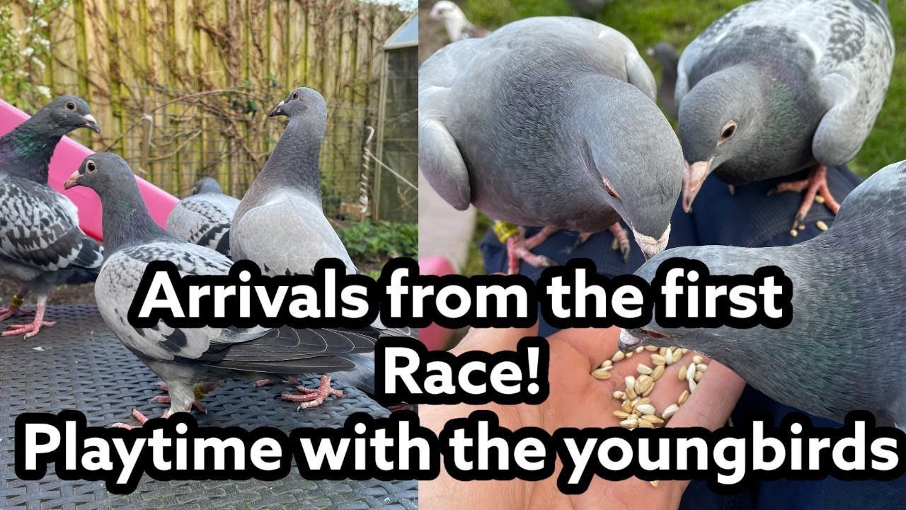 Arrivals from the first race | Old birds in bath | Playtime with the ...
