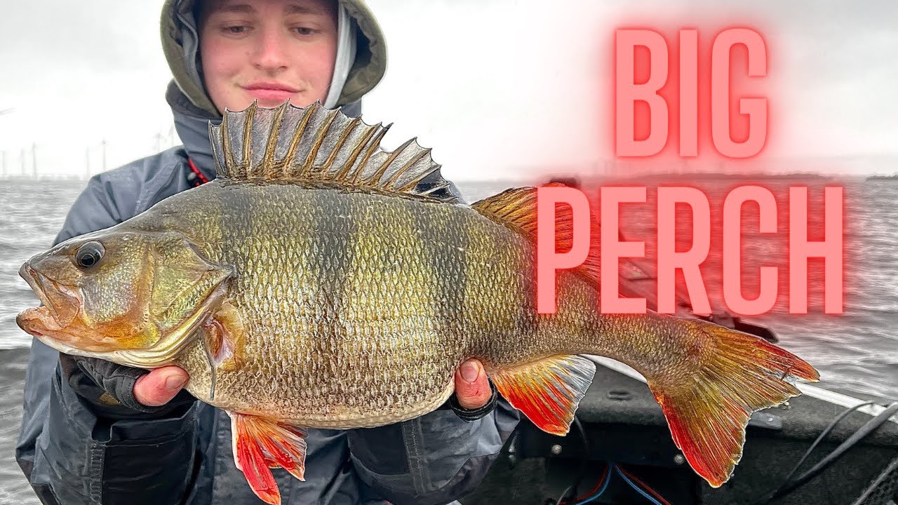 Fishing for big perch in the netherlands! - YouTube