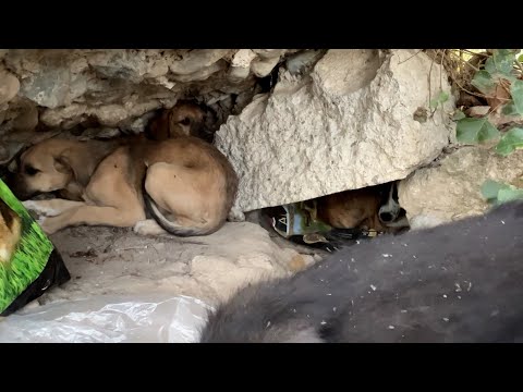 Terkedildikleri Bölgedeki Kayaların Altına Saklanan Köpekleri Sonunda Çıkardık