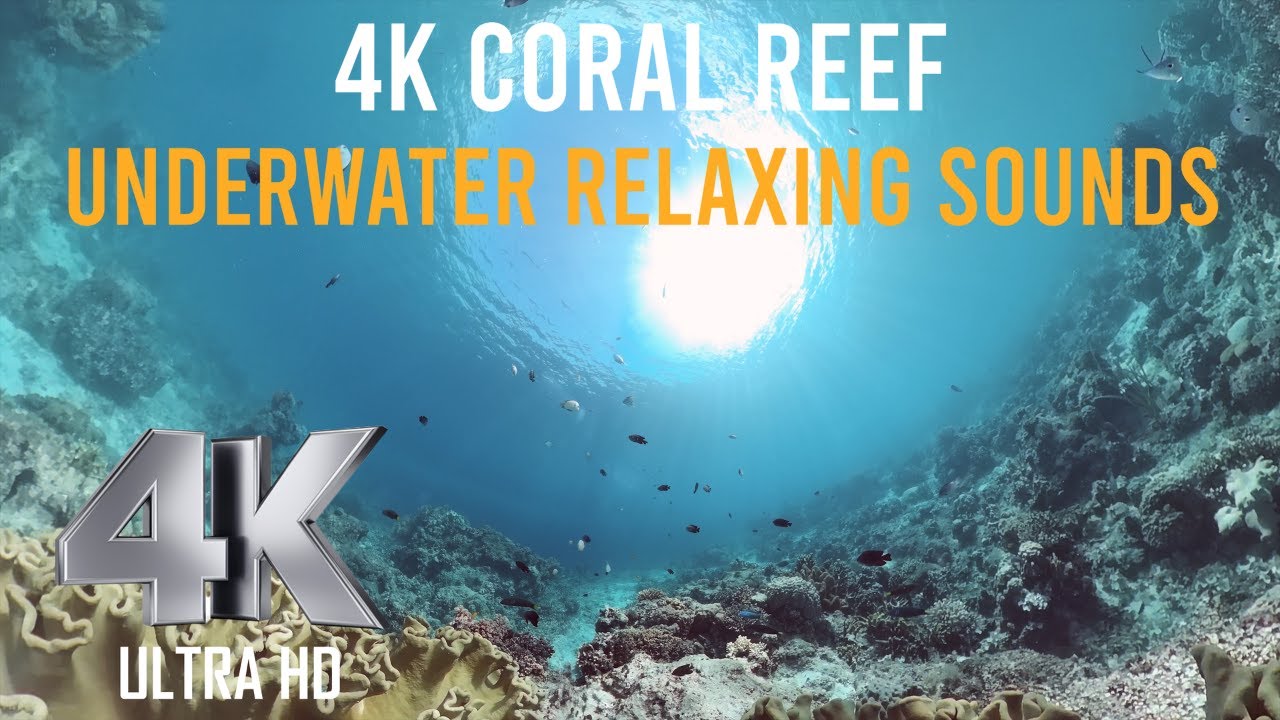 Tropical Coral Reef Underwater Relaxing Sounds - YouTube