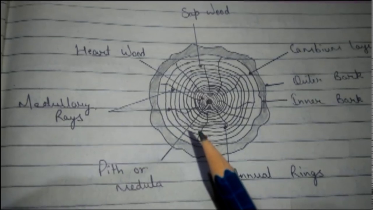 Explained : Structure of Timber | Parts of Timber | Timber Explained in ...