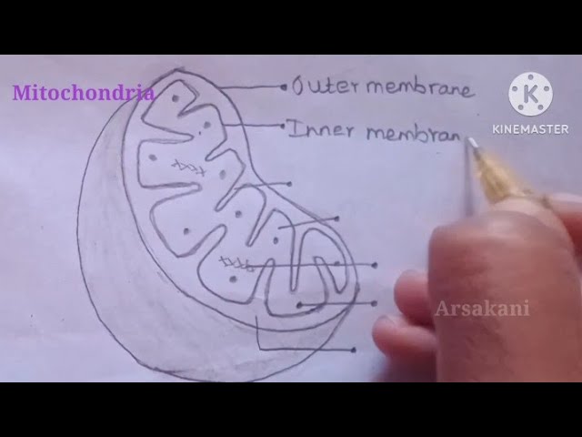 How Draw Pancreas Diagram Youtube